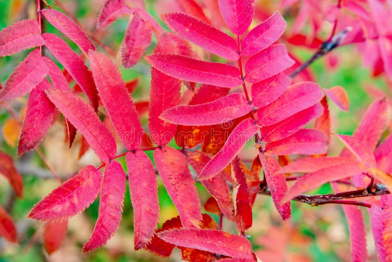 Red leaves of rowan stock photo. Image of fall, rowan - 170734980