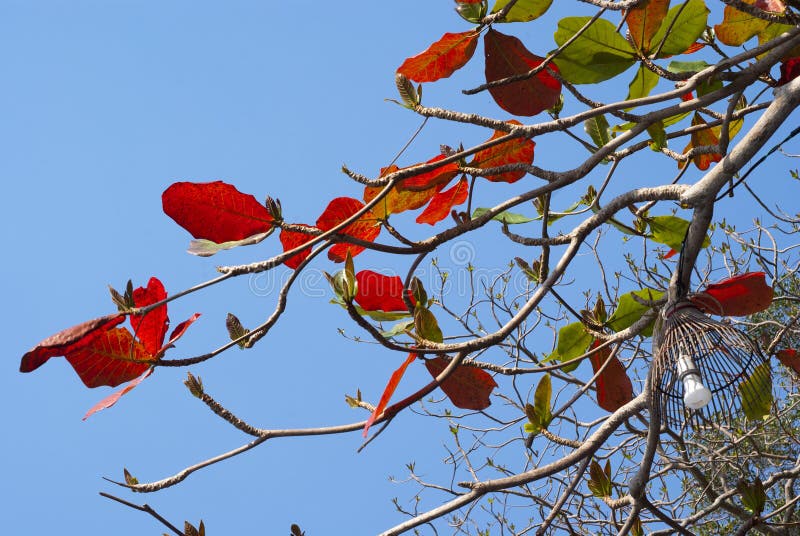 Red leaves stock photo. Image of foliage, beauty, element - 65894452