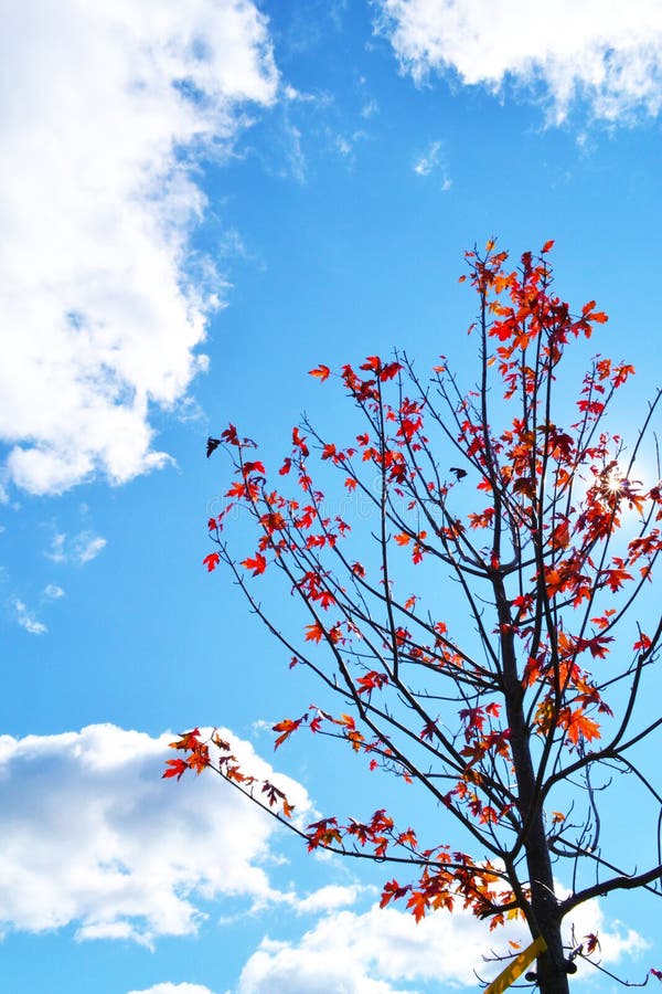 Red Leaves on a Small Tree during Fall Stock Image - Image of green ...