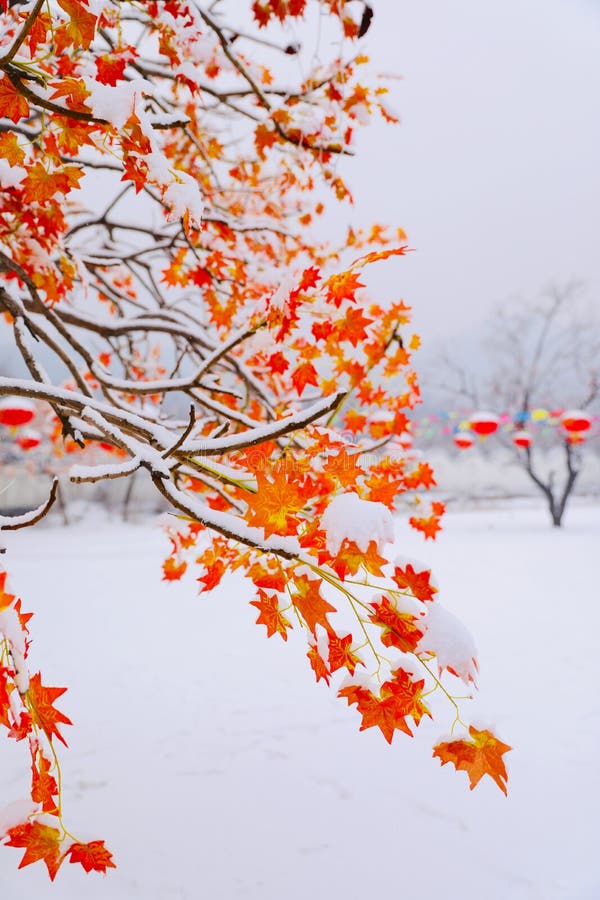 Red leaves in the snow stock image. Image of snow, leaves - 148995151