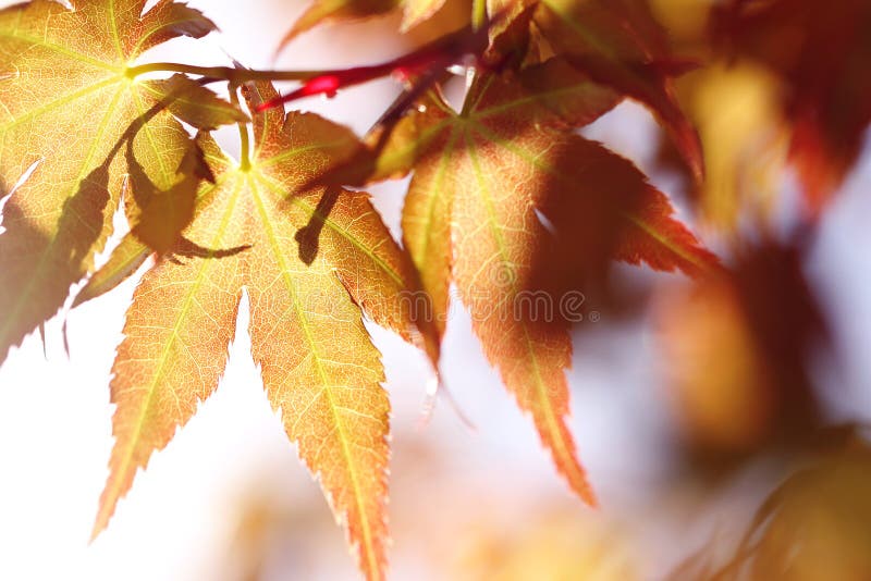 Red Leaves in Spring on Blue Background Stock Image - Image of white ...