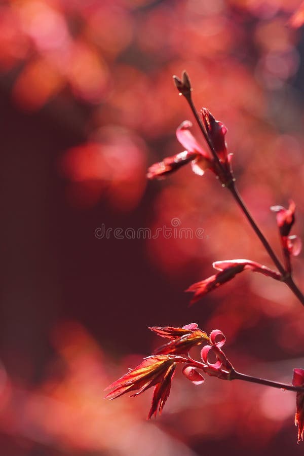 Red Leaves in Spring on Red Background Stock Image - Image of white ...