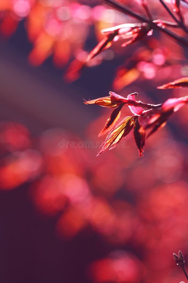 Red Leaves in Spring on Red Background Stock Photo - Image of texture ...