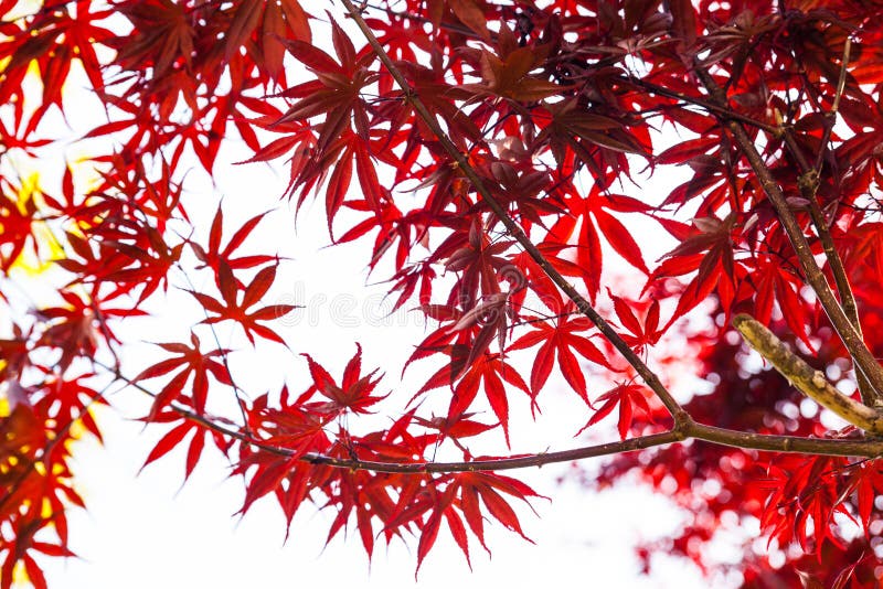 Red leaves stock image. Image of natural, leaf, pattern - 31356893