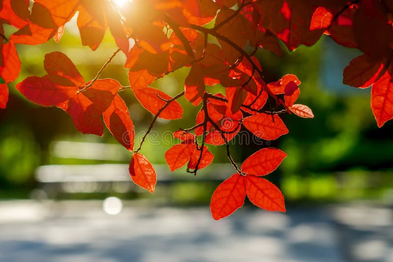 Red Leaves in Spring Season with Sunlight Stock Photo - Image of shine ...