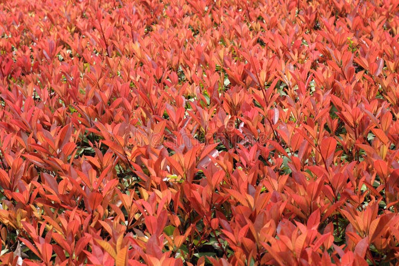 Red leaves stock image. Image of spring, life, light - 39163561