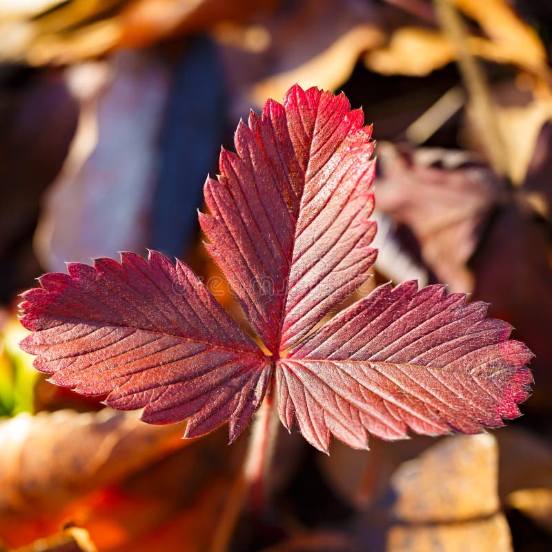 Red Leaves of Strawberries in the Autumn. Stock Photo - Image of leaf ...