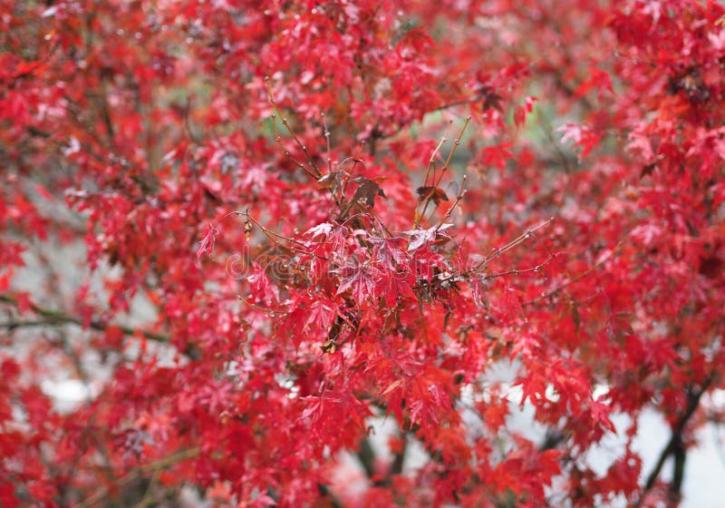 Red Leaves Texture Background Stock Image - Image of fall, material ...
