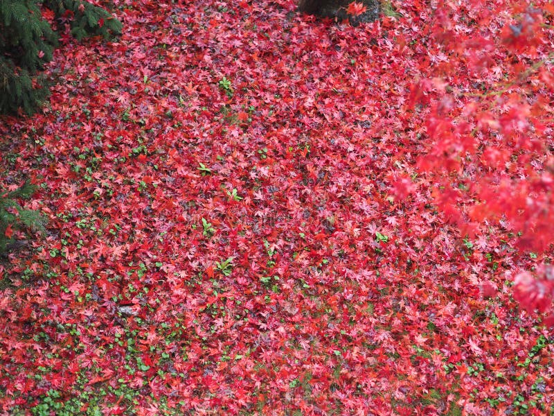 Red Leaves Texture Background Stock Image - Image of nature, textured ...