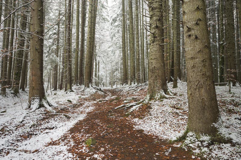 Red Leaves Trail in the Forest during Winter Stock Image - Image of ...