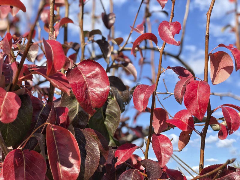 Red Leaves on a Tree Against Sky Stock Photo - Image of blue, park ...