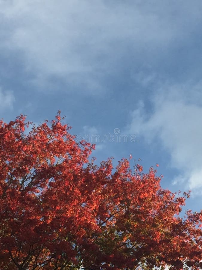Red Leaves of a Tree in Autumn Stock Image - Image of close, flora ...