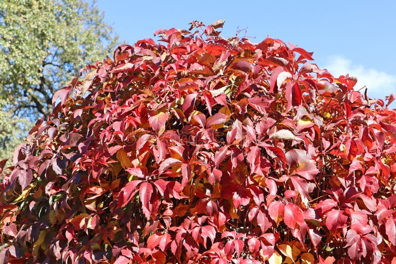 Red Leaves of a Tree Autumn Time Stock Photo - Image of people, tree ...
