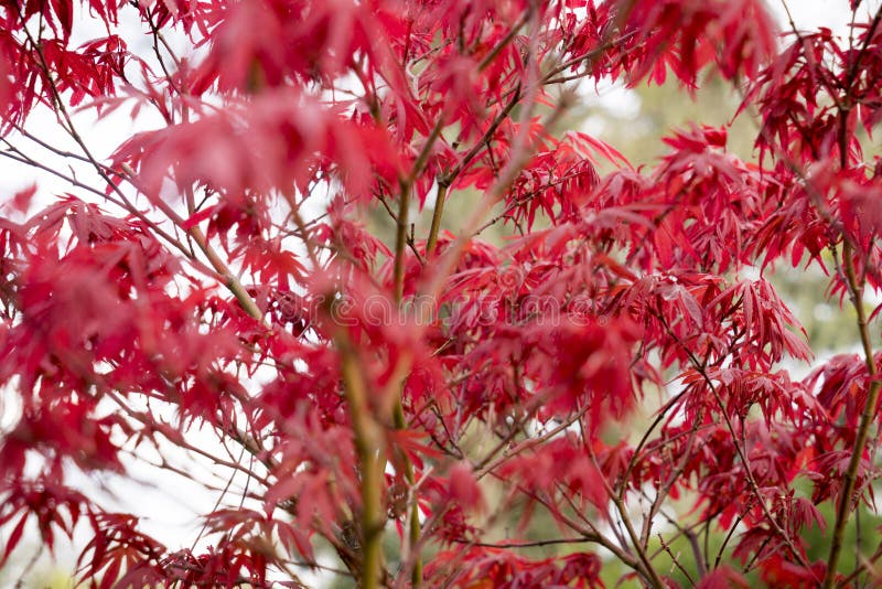 Red leaves of a tree stock image. Image of forest, fall - 91413209