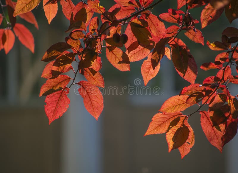Red leaves tree branch stock photo. Image of freshness - 72586612