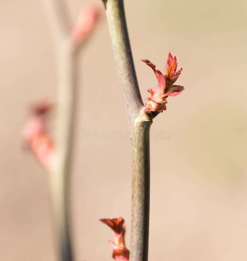 Red Leaves on a Tree Branch in the Spring Stock Image - Image of fruit ...