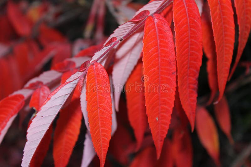 Red Leaves of a Tree Colored by Autumn Stock Image - Image of nature ...