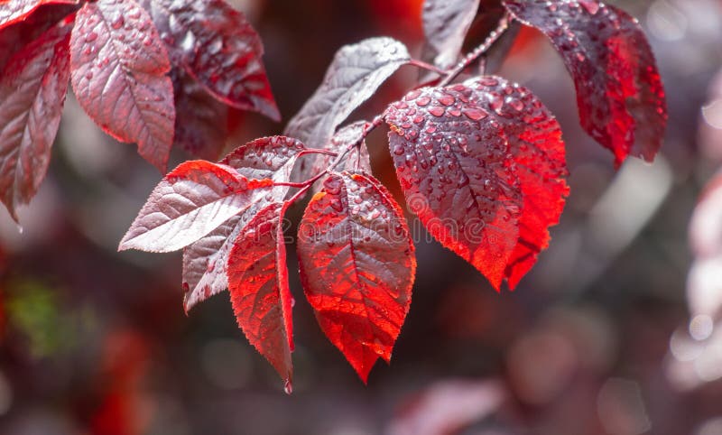Red Leaves on a Tree in Drops of Water Stock Photo - Image of outdoor ...
