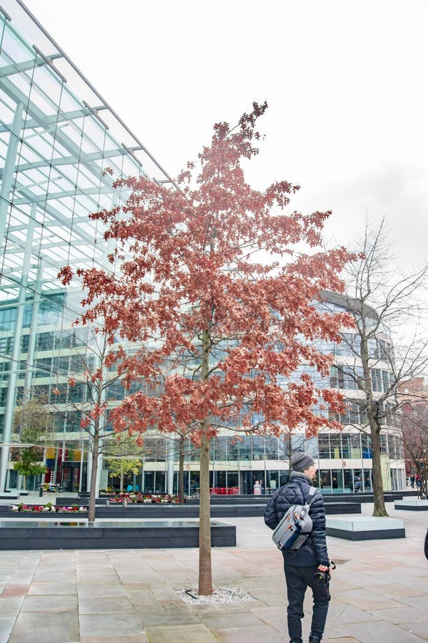 Red Leaves of Tree in London with Buildings Behind Editorial Stock ...