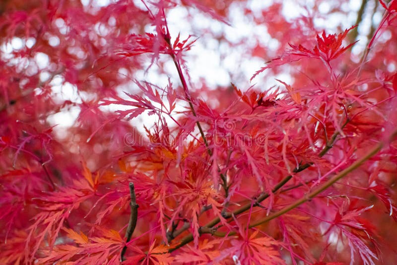 Red Leaves Tree in the Park Stock Image - Image of tree, yellow: 182927289
