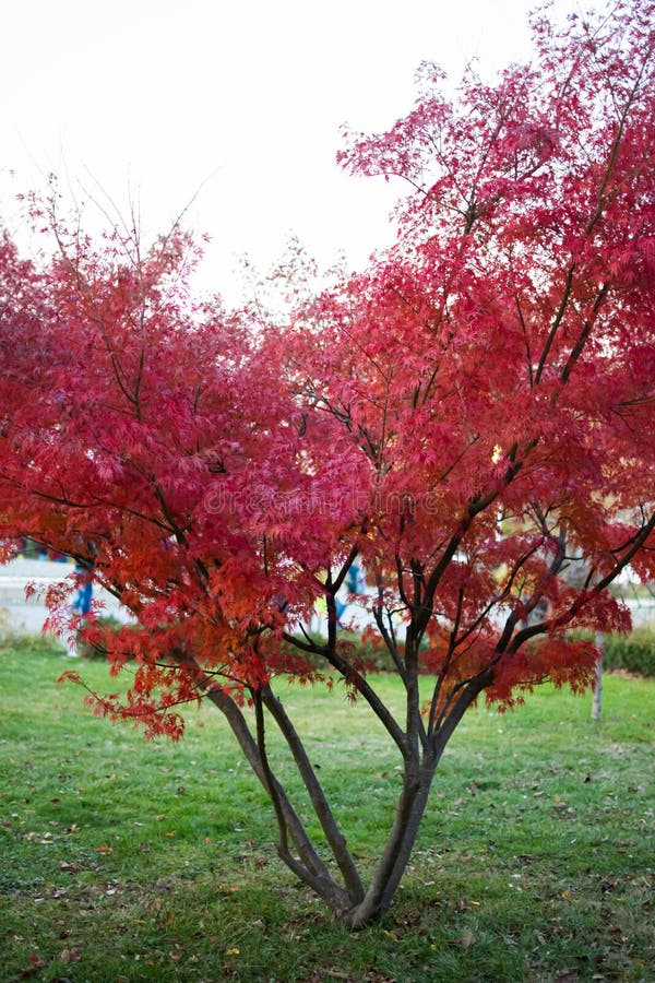 Red Leaves Tree in the Park Stock Image - Image of outside, sunset ...