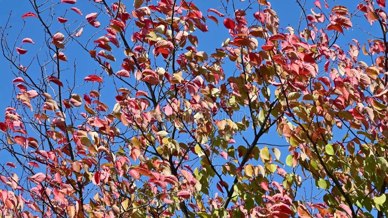 Red Leaves on a Tree Sway in the Wind. Stock Footage - Video of yellow ...