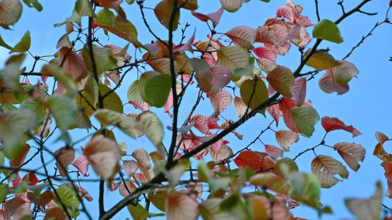Red Leaves on a Tree Sway in the Wind. Stock Footage - Video of branch ...