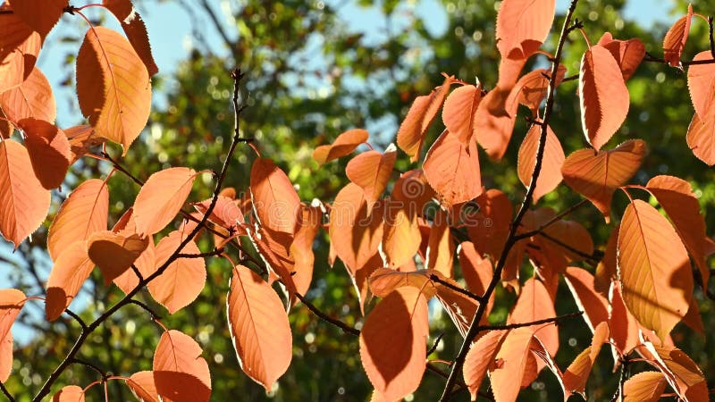 Red Leaves on a Tree Sway in the Wind. Stock Footage - Video of ...
