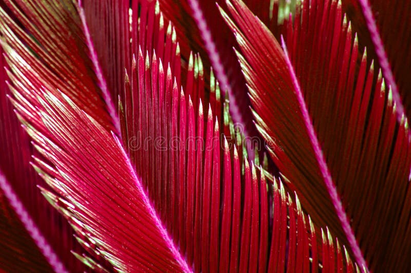 Red Leaves of a Tropical Tree. Texture Stock Photo - Image of line ...
