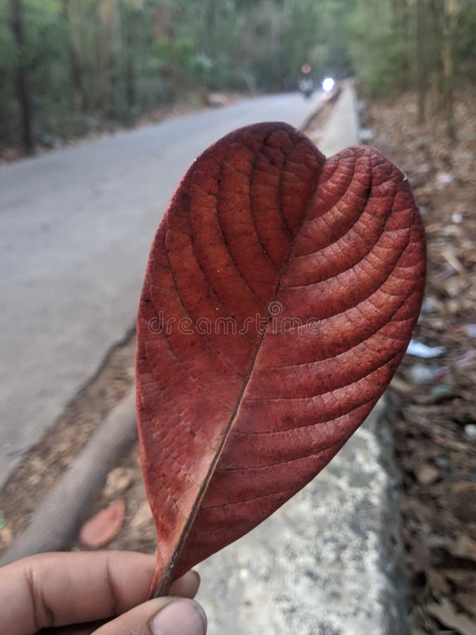 Red Leaves Use Natural Dyes from Nature Stock Photo - Image of ...