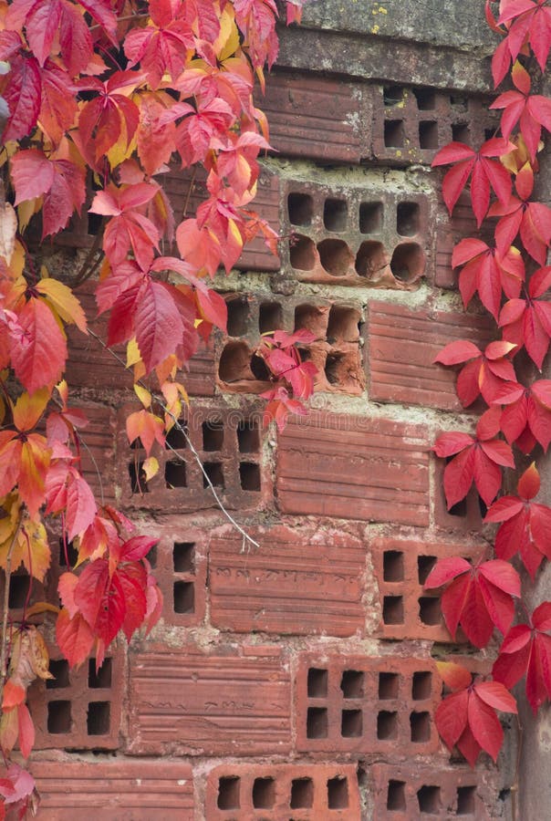 Red Leaves on a Wall of Bricks Stock Photo - Image of pattern, stone ...