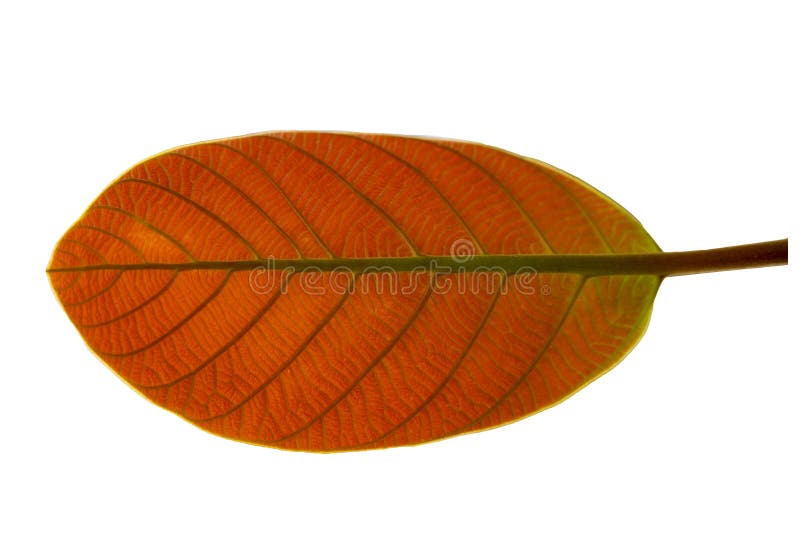 Red Leaves on a White Background Isolate Stock Image - Image of green ...