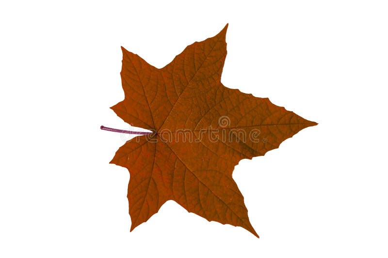 Red Leaves on a White Background Isolate Stock Photo - Image of closeup ...