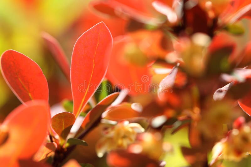 Red Leaves with White Borders Stock Image - Image of nature, background ...