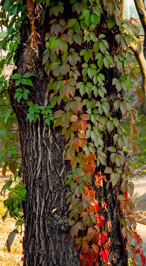 Red Leaves of Wild Grapes on a Tree Bark. Stock Image - Image of curl ...