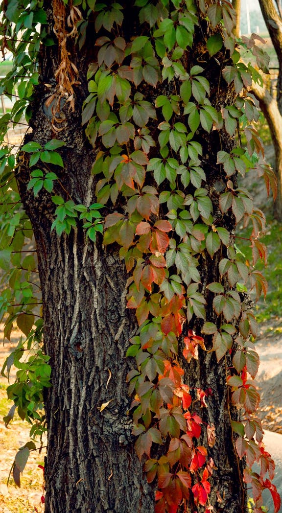 Red Leaves of Wild Grapes on a Tree Bark. Stock Image - Image of curl ...