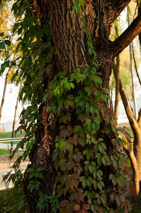 Red Leaves of Wild Grapes on a Tree Bark. Stock Photo - Image of bark ...