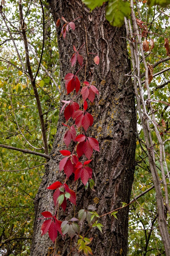 Red Leaves of Wild Grapes on a Tree Bark. Stock Image - Image of ...