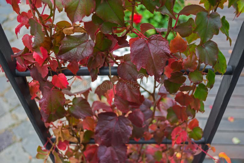 Red Leaves of Wild Grapes Weaving on a Metal Arch Stock Photo - Image ...