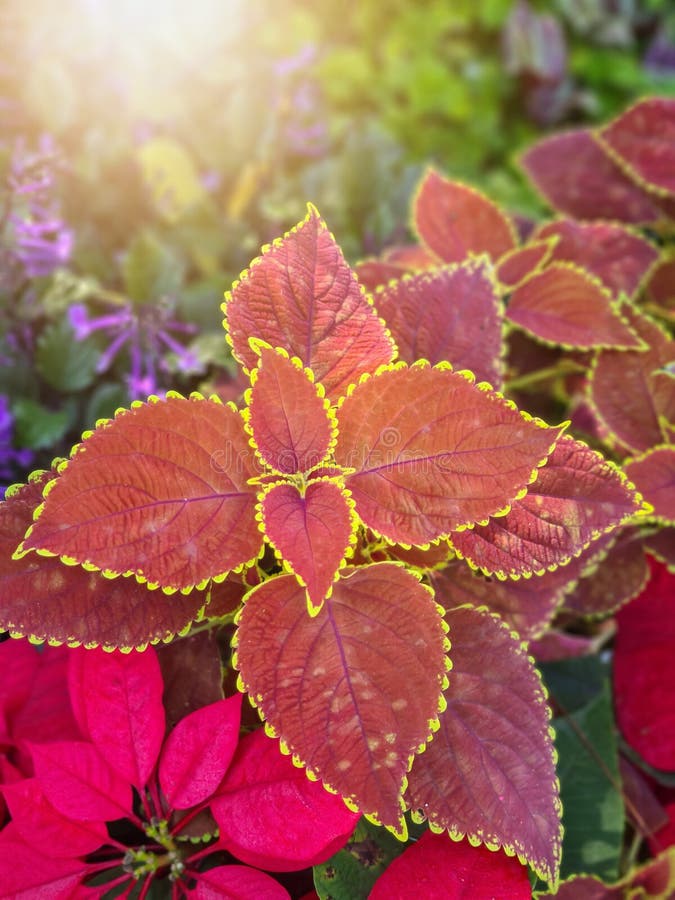 Red Leaves, Yellow Edges and Sun Rays Stock Image - Image of natural ...