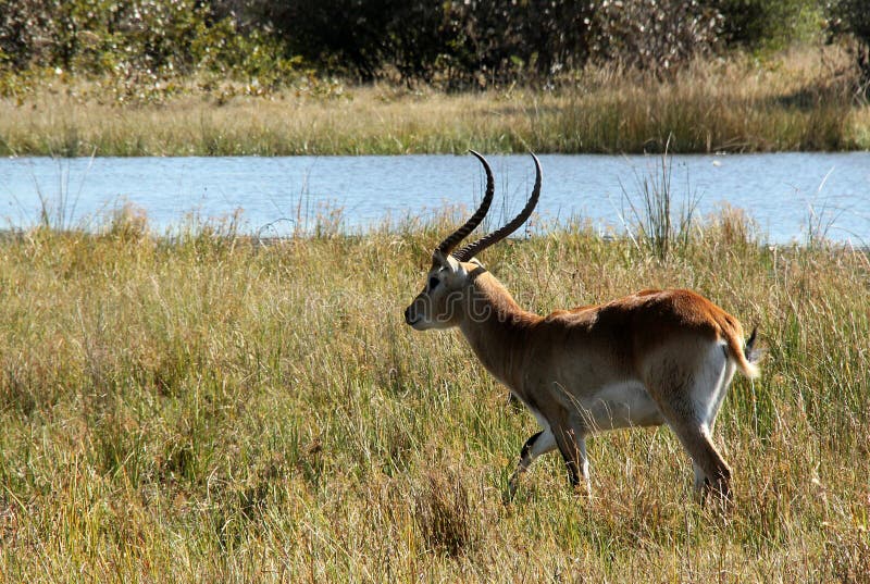 Red Lechwe stock photo. Image of animals, africa, park - 23783494
