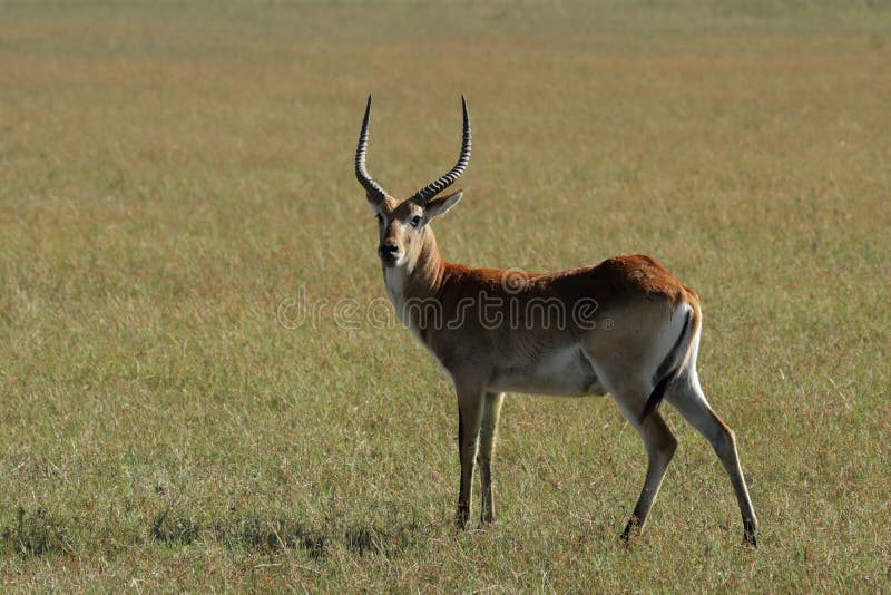 Red Lechwe stock image. Image of wilderness, lechwe, ungulate - 7150727