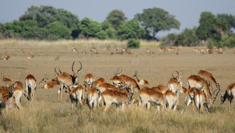 Red Lechwe stock photo. Image of antelope, wildlife, kobus - 7399814