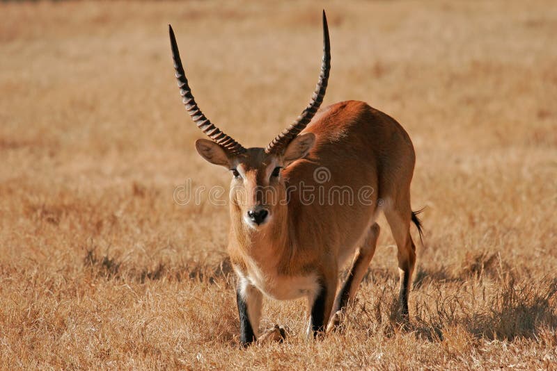 Red lechwe antelope stock photo. Image of animal, africa - 24002888