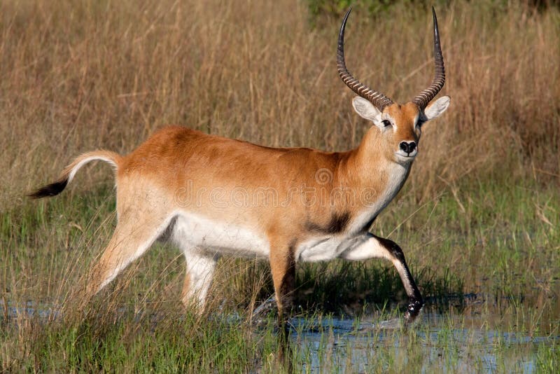 Lechwe stock photo. Image of stand, reduncinae, ruminantia - 24110722