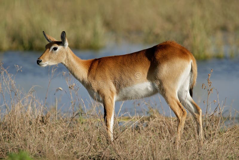Red lechwe antelope stock photo. Image of animal, africa - 24002888