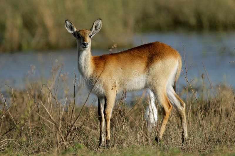 Red lechwe antelope stock photo. Image of mammal, wildlife - 21780946