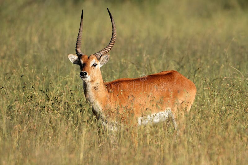 Red lechwe antelope stock photo. Image of animal, africa - 24002888