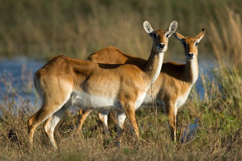 Red lechwe antelope stock photo. Image of animal, africa - 24002888