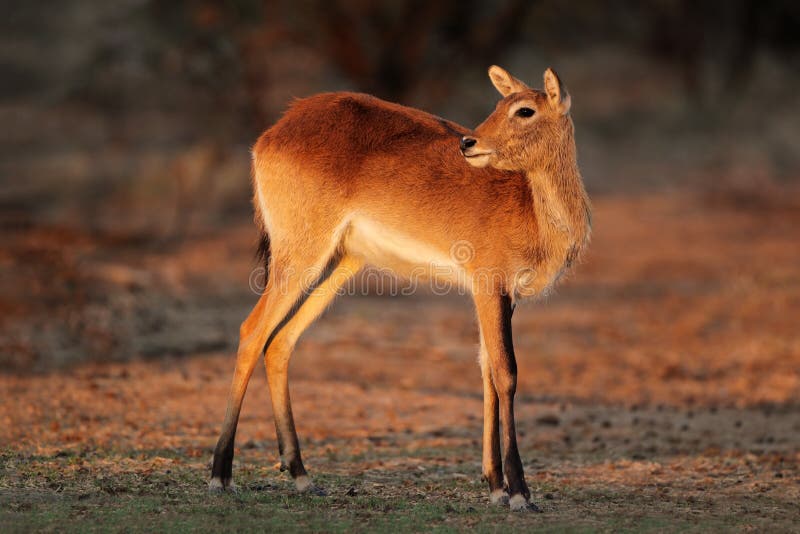 Red lechwe antelope stock photo. Image of kobus, animal - 38394602